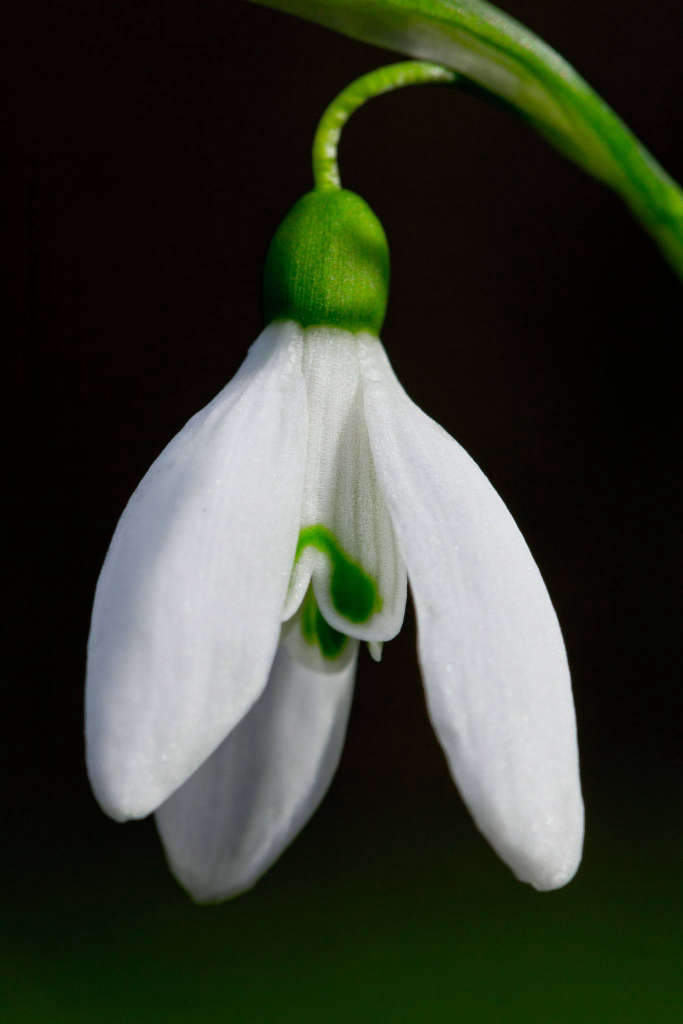 World's Most Expensive Snowdrop (and an Alternate) - Gardenista