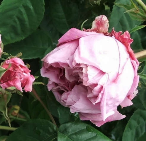 War of the Roses: Preserving Germany's Ancient Blooms - Gardenista