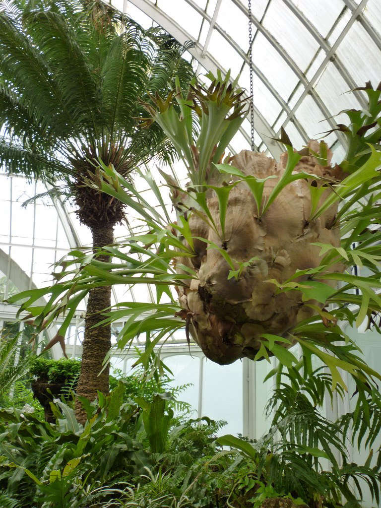 Baby, It's Warm Inside: The Phipps Conservatory - Gardenista