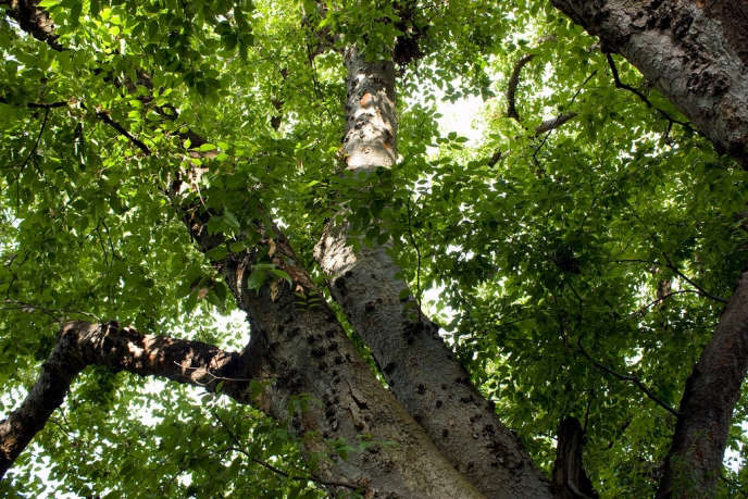 5 Favorites: Wind-Resistant Trees - Gardenista