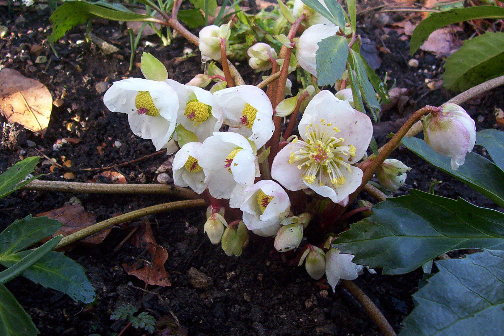 5 Favorites: Hardworking Hellebores That Bloom in the Snow - Gardenista
