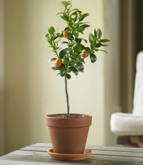 DIY: Potted Indoor Citrus Trees - Gardenista