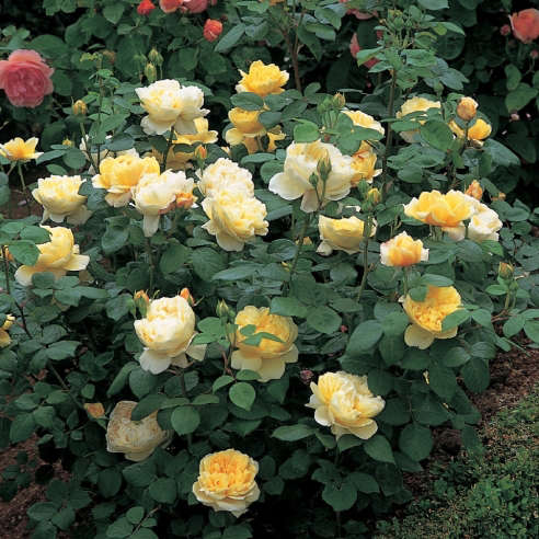 5 Favorites: A Rose for All Regions, Northern California Edition ...