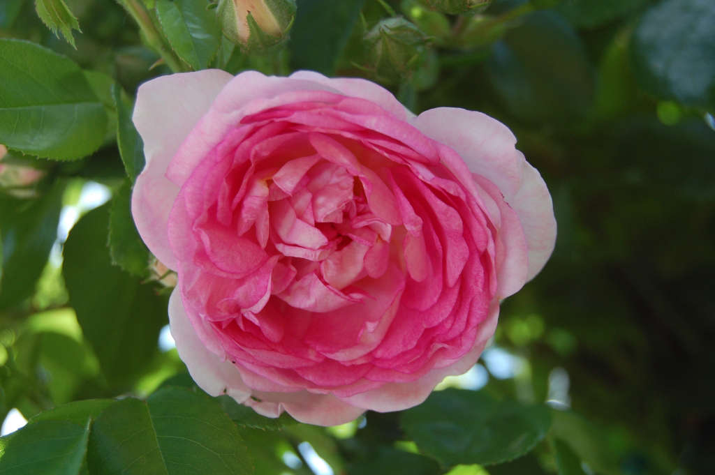 5 Favorites: A Rose for All Regions, Northeast US Edition - Gardenista