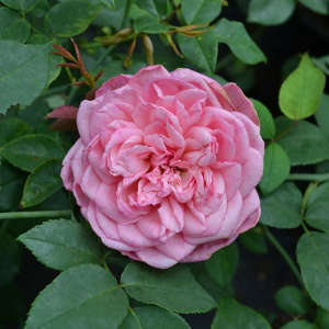 5 Favorites: A Rose for All Regions, Northern California Edition ...