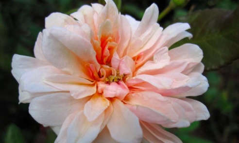 5 Favorites: A Rose for All Regions, Northeast US Edition - Gardenista