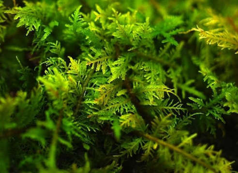 10 Easy Pieces: The Most Magical Mosses - Gardenista
