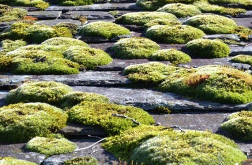 10 Easy Pieces: The Most Magical Mosses - Gardenista