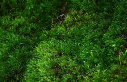 10 Easy Pieces: The Most Magical Mosses - Gardenista