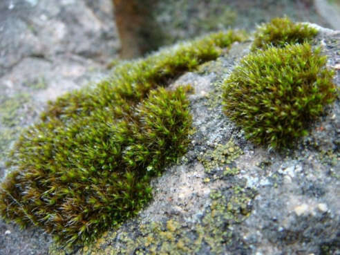 10 Easy Pieces: The Most Magical Mosses - Gardenista