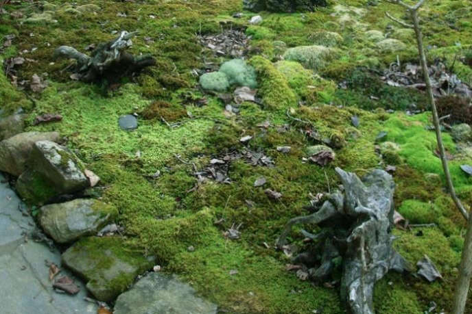 10 Easy Pieces: The Most Magical Mosses - Gardenista