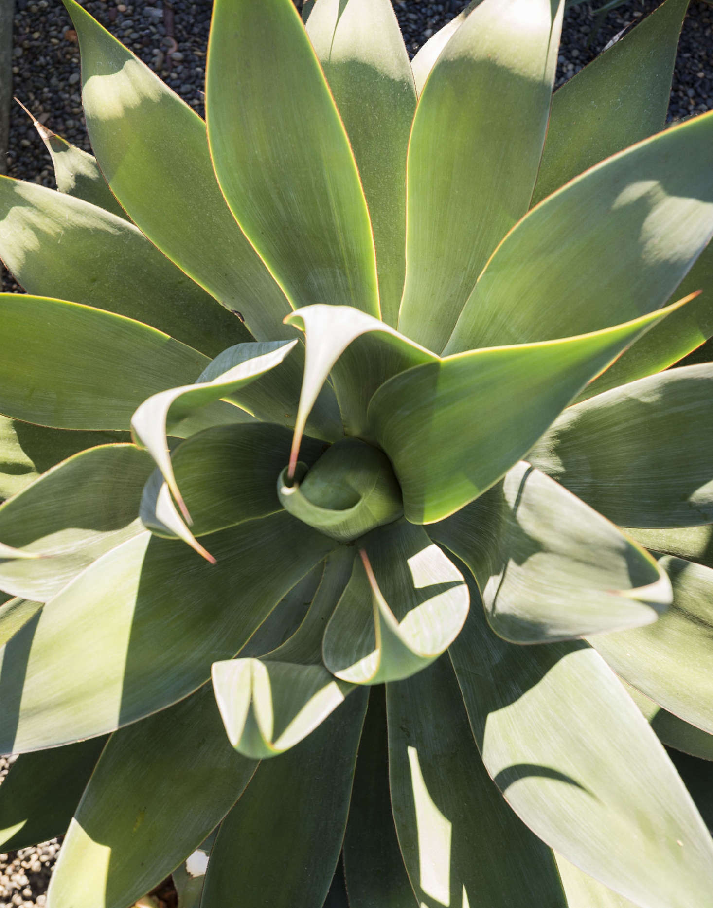 Everything You Need to Know About Succulents - Gardenista