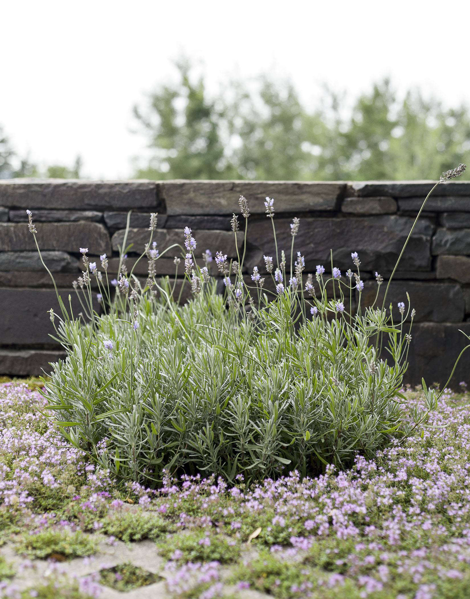 Grass Block Pavers: Everything You Need to Know for a Driveway