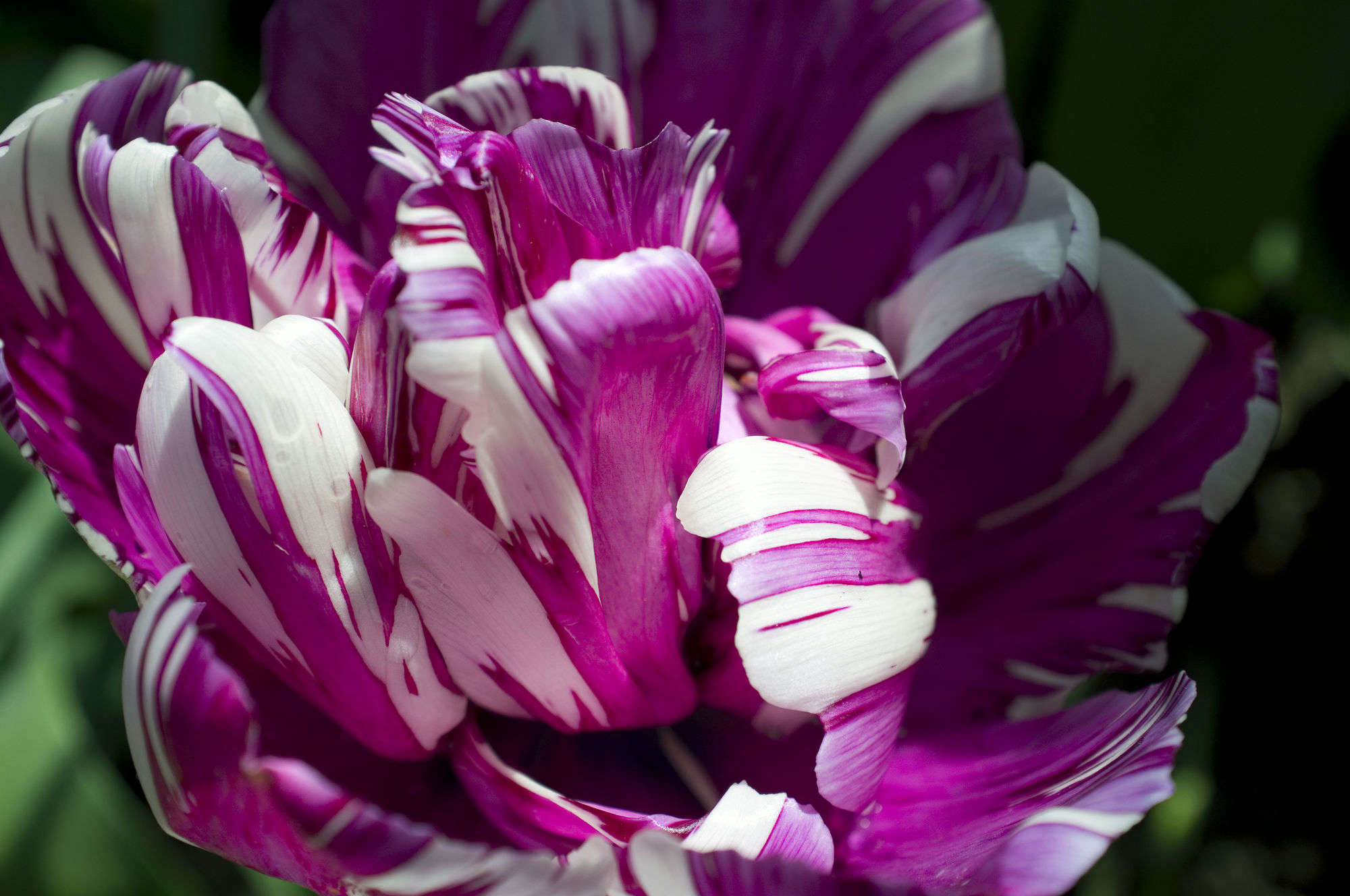 Priceless Tulips: Yours for $25 - Gardenista