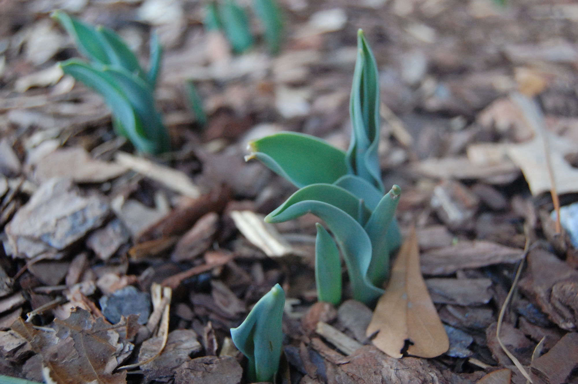 Brown Bulb Foliage: Let it Be - Gardenista