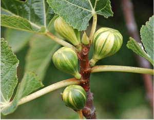 Required Reading: The Beautiful Edible Garden - Gardenista