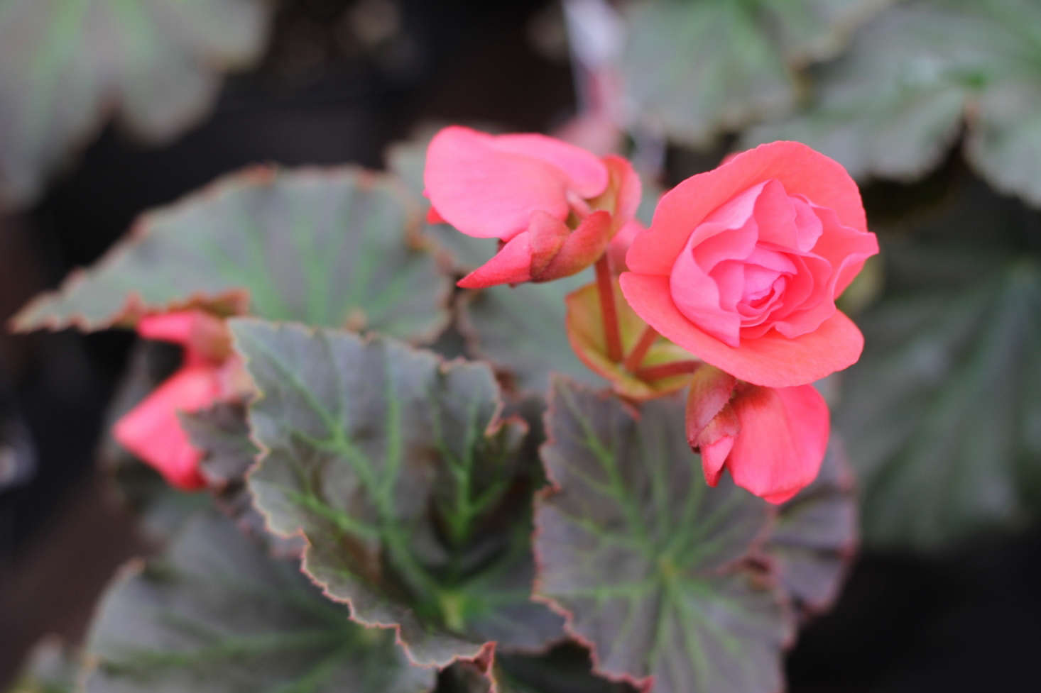 The Shade Gardener's Challenge: Impatiens Blight - Gardenista