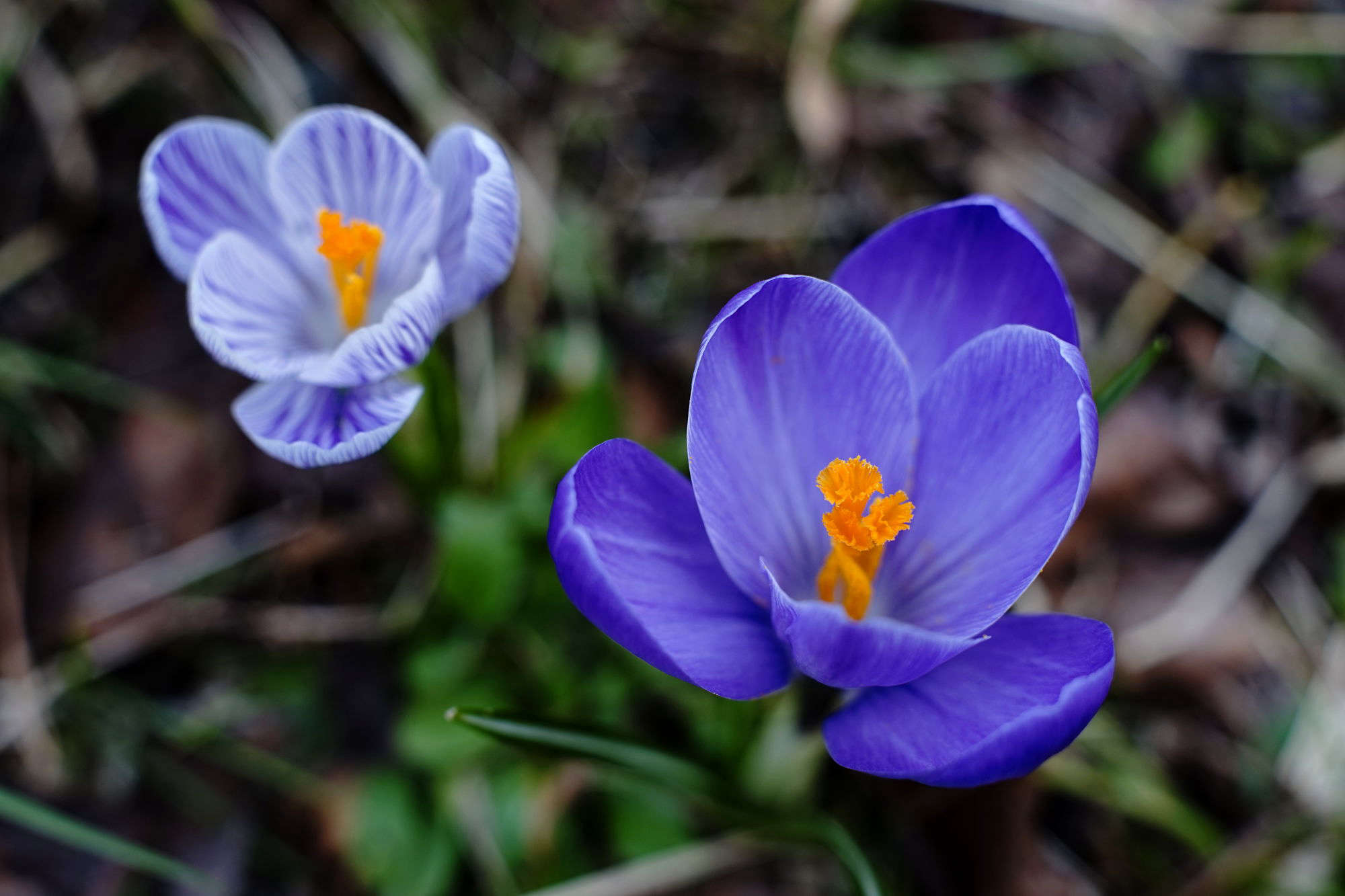 Gardening 101: Crocus - Gardenista