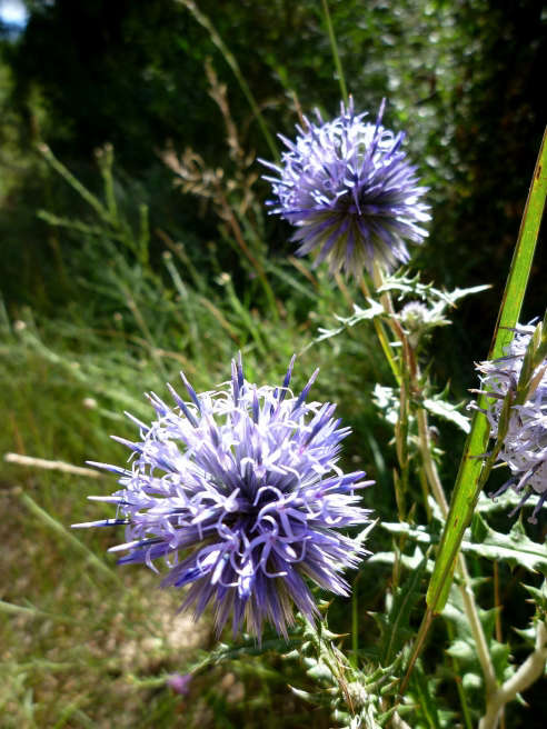 5 Favorites: Garden-Friendly Thistles - Gardenista
