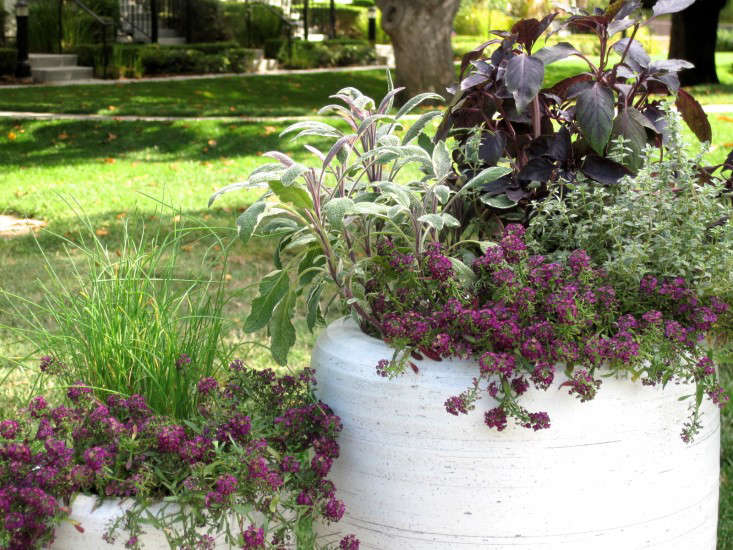 Field Guide: Alyssum - Gardenista