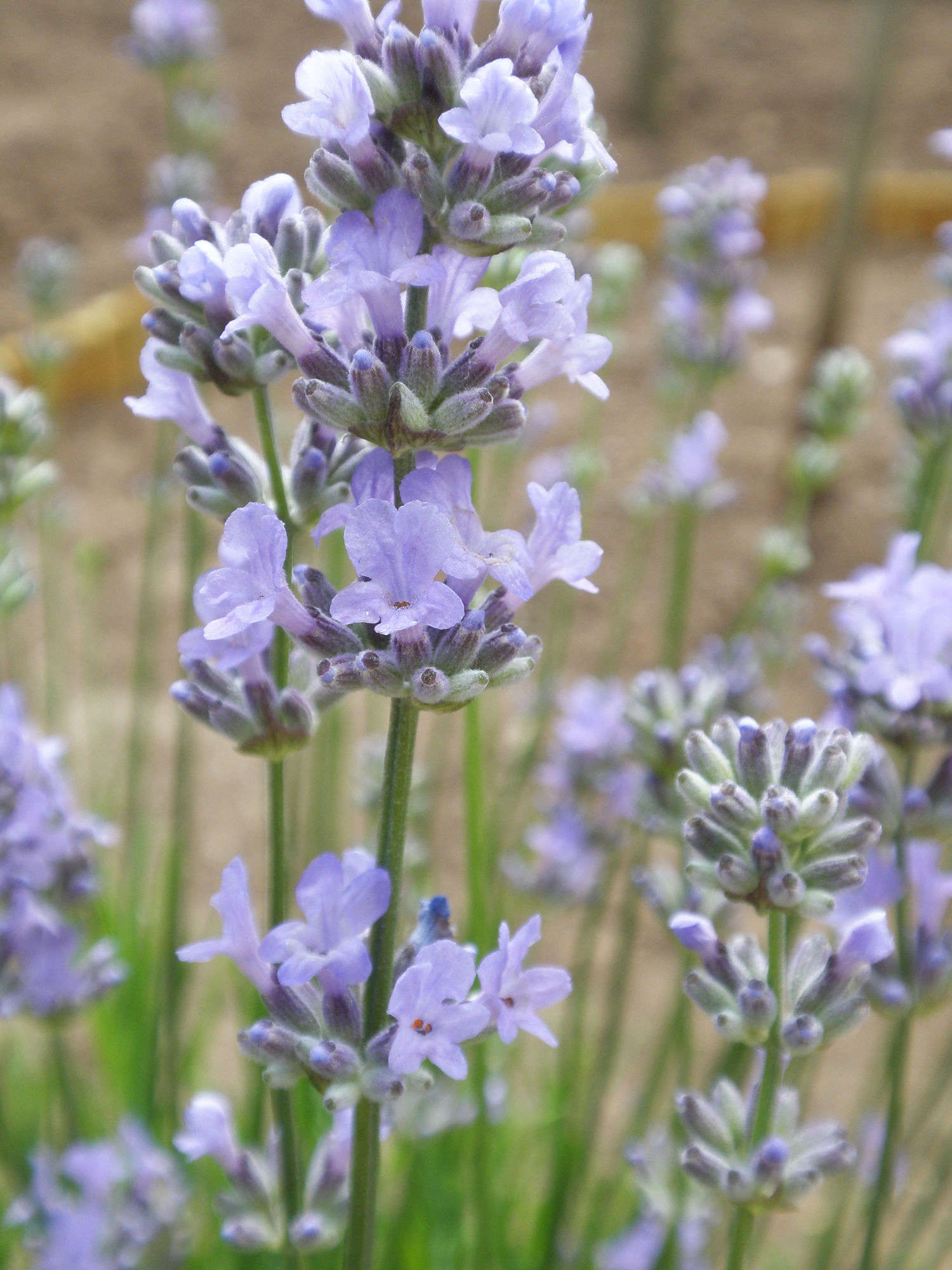 10 Easy Pieces: Perennials for the Seaside Garden - Gardenista