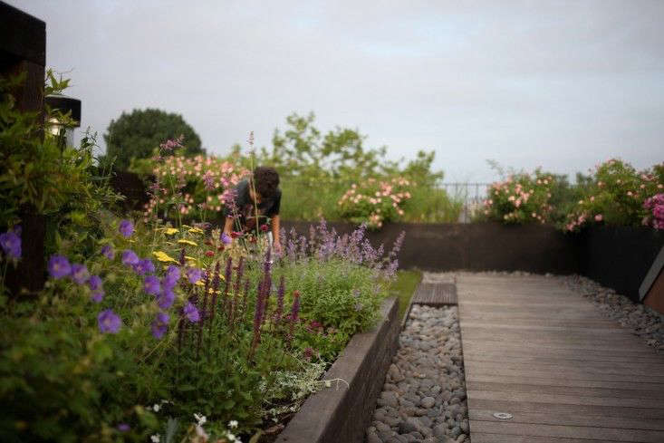 Garden Designer Visit: A Rooftop Meadow, Brooklyn Edition - Gardenista