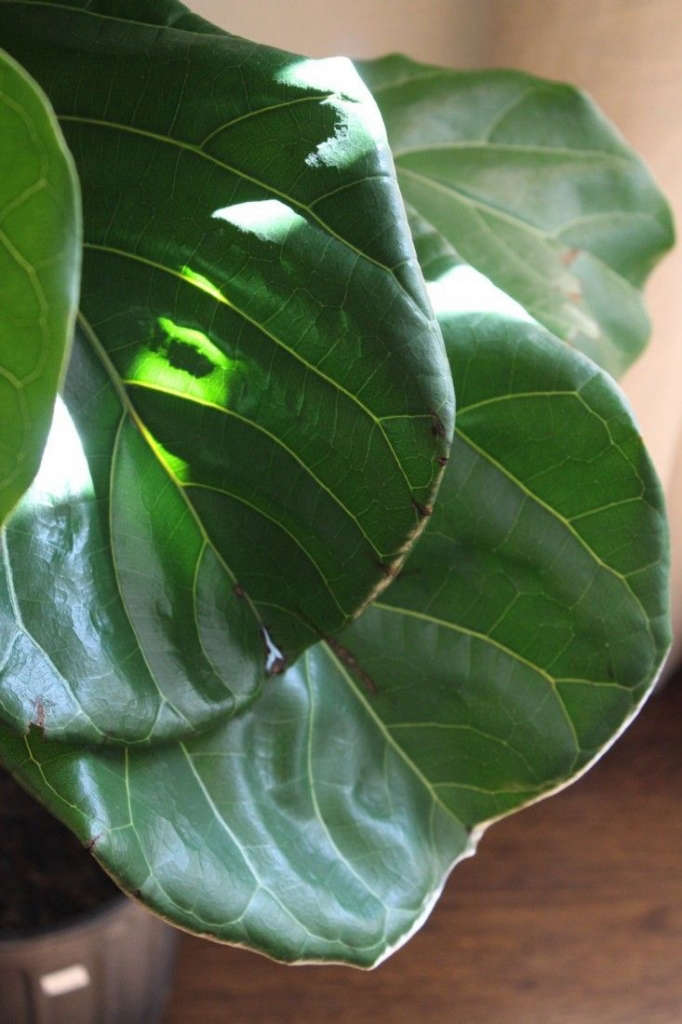 10 Things Nobody Tells You About Fiddle-Leaf Fig Trees - Gardenista