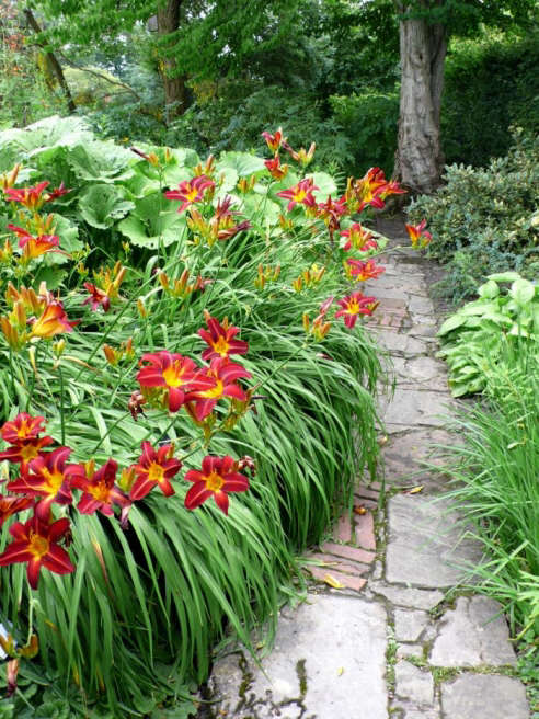 Everything You Need to Know About Lilies - Gardenista