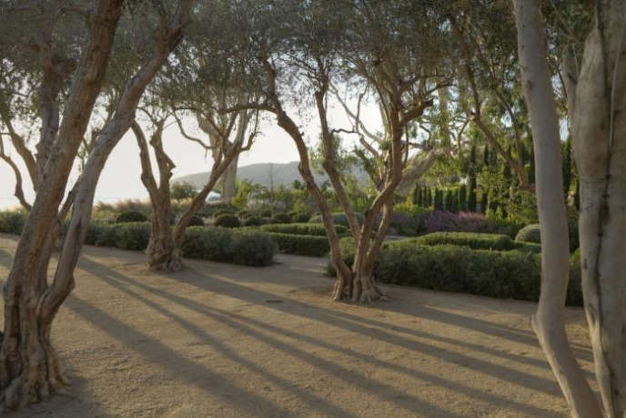 Olive Trees: Everything You Need to Know About Growing Them