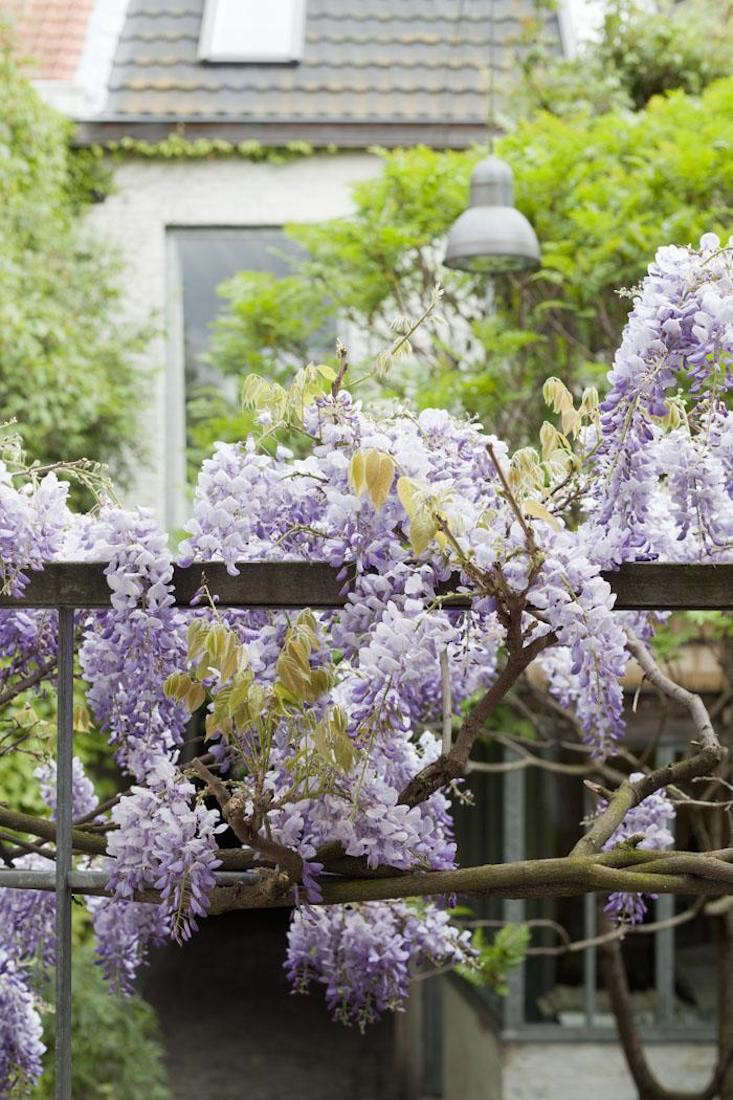 9 Ways to Create Curb Appeal with Flowering Vines and Climbers - Gardenista