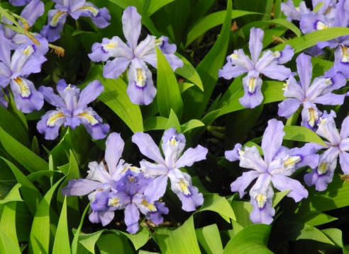 The Bronx Goes Native: A Visit to the New York Botanic Garden - Gardenista