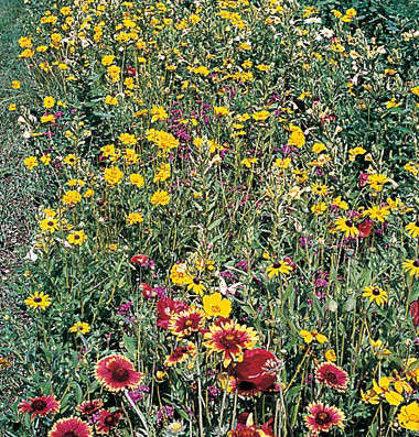 Browse the Johnny Selected Seeds Retailer Collection on - Gardenista