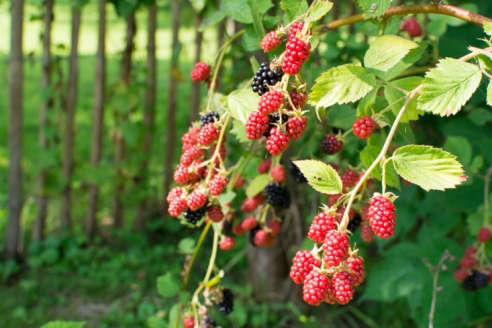 Garden Visit: At Home with Katrin Scharl in Brandenburg, Germany ...