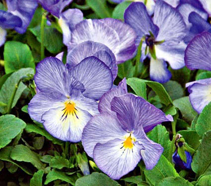 Browse the White Flower Farm Retailer Collection on - Page 2 of 3 ...