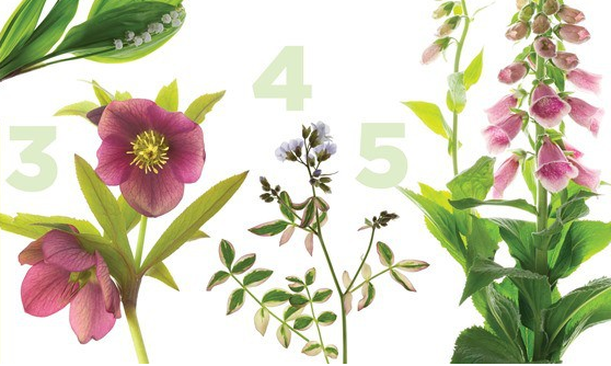 Required Reading: 5-Plant Gardens - Gardenista