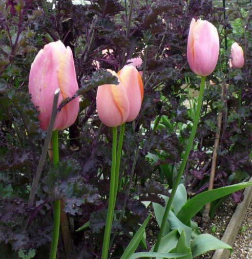 Expert Advice from Old House Gardens: 10 Ideas for Planning a Spring ...