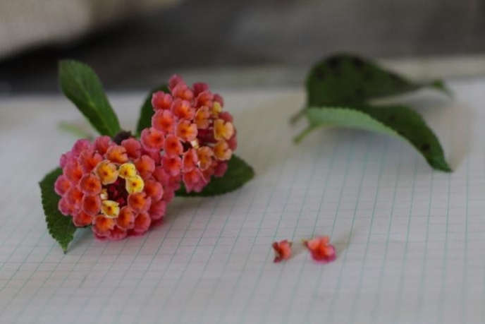 Plant Identifier: Apps to ID Leaves and Flowers - Gardenista