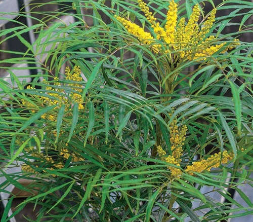 Browse the Michigan Bulb Company Retailer Collection on - Gardenista