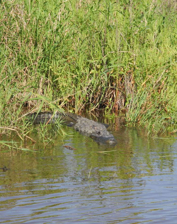 A Trip on the Wild Side: Anahuac Wildlife Refuge in Texas - Gardenista