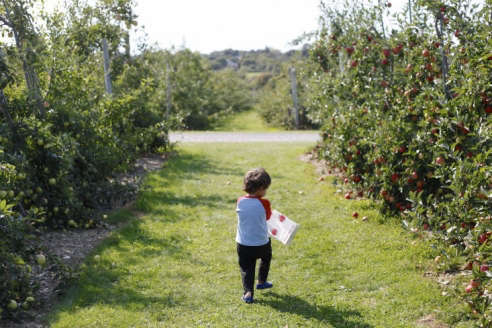 Orchard Visit: Apple Picking in New England at Sweet Berry Farm ...
