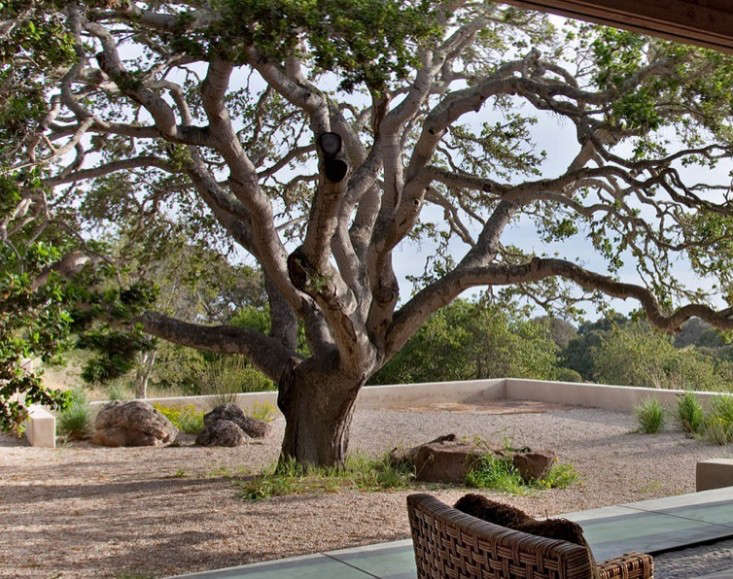 Architects' Roundup: 10 Landscapes Designed Around a Single Tree ...