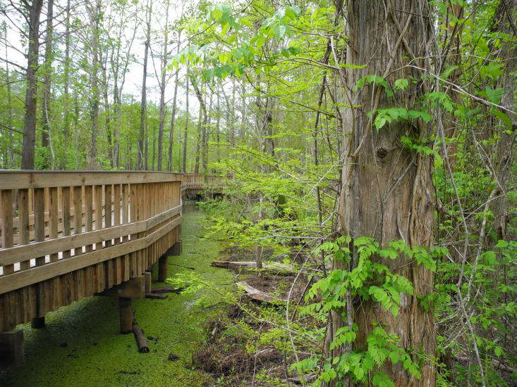 A Trip on the Wild Side: Anahuac Wildlife Refuge in Texas - Gardenista