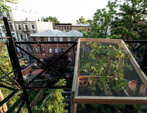 10 Things Nobody Tells You About Fire Escape Gardens - Gardenista