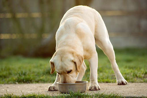 10 Easy Pieces: Dog Food Bowls - Gardenista