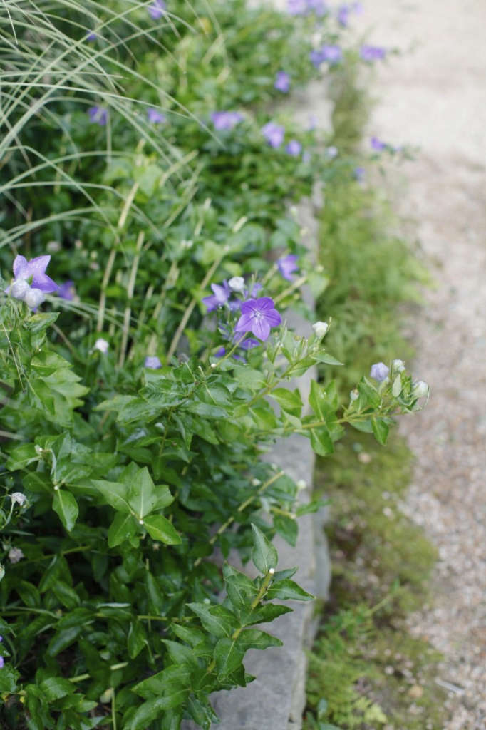Garden Visit: At Home in Rhode Island with Painter Georgia Marsh ...