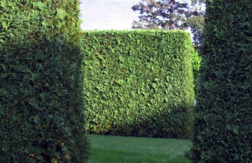 Hardscaping 101: Hedges - Gardenista