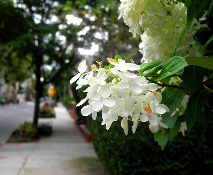 Landscaping 101: How to Tame Overgrown Shrubs - Gardenista
