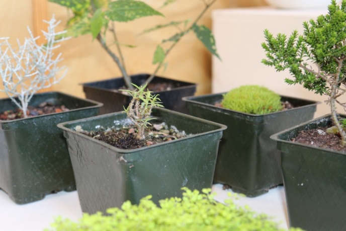 DIY: No-Fuss Bonsai for Beginners - Gardenista