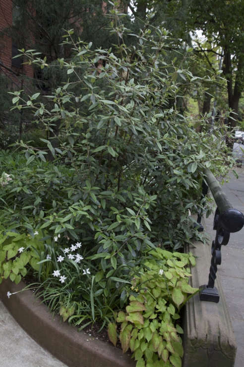 Garden Visit: At Home in Brooklyn Heights with Artists Maria Robledo ...