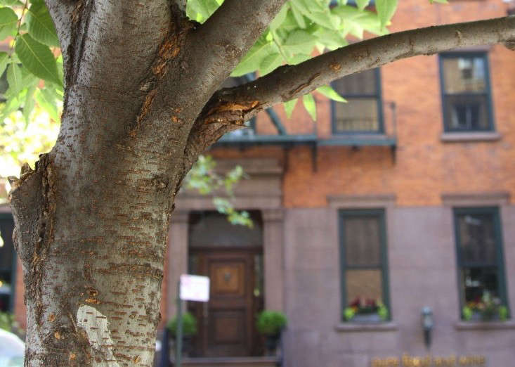 Leaf Peeping in New York: Take a Tree Identification Class - Gardenista
